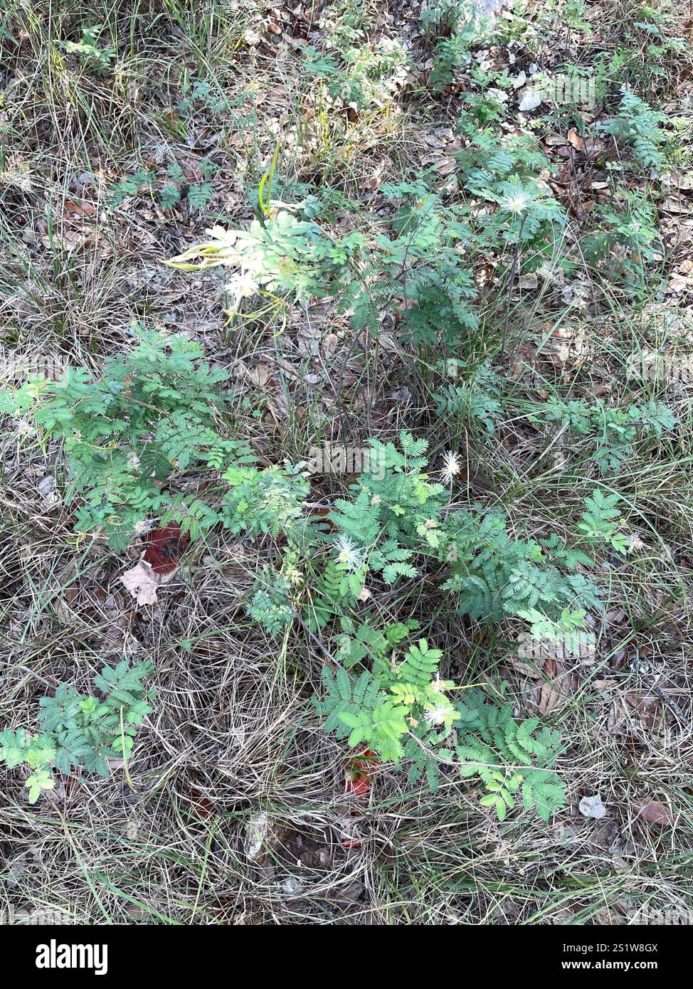 Velvet Bundleflower (Desmanthus velutinus Stock Photo - Alamy