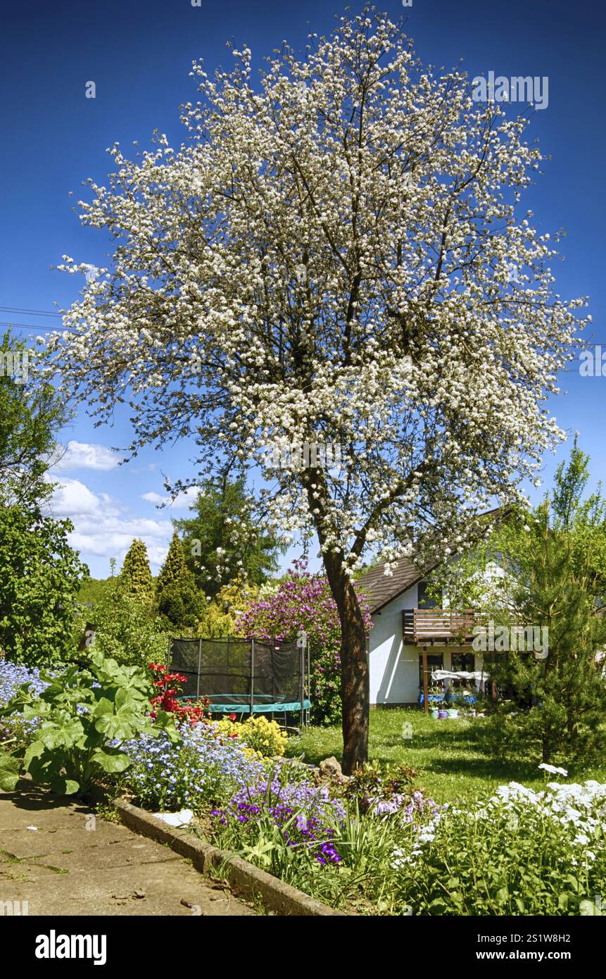 Large deciduous shrub or small open tree hi-res stock photography and ...