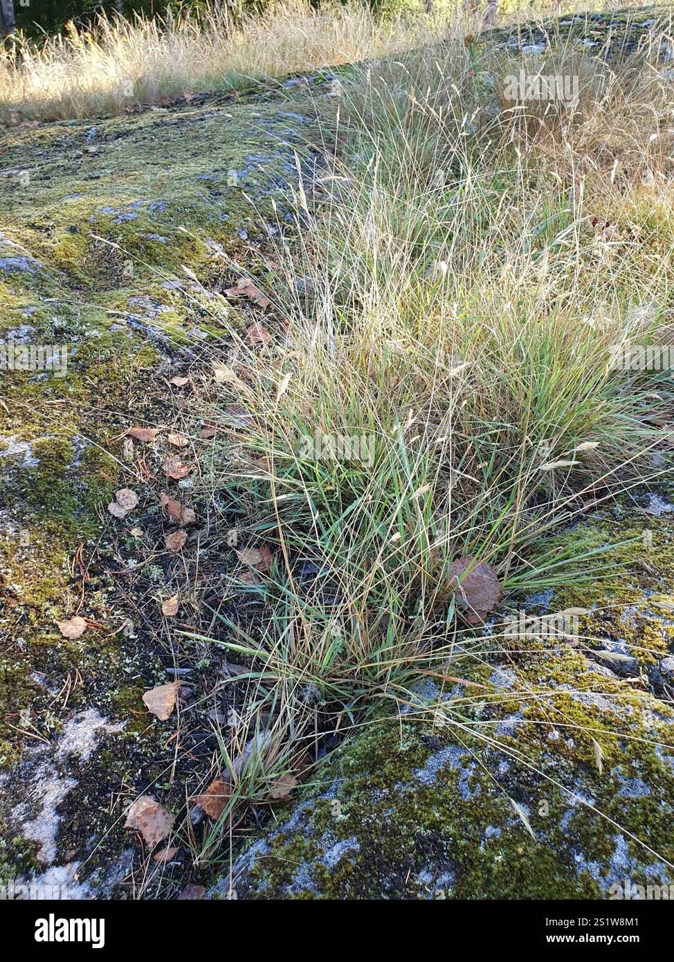 sweet vernal grass (Anthoxanthum odoratum Stock Photo - Alamy