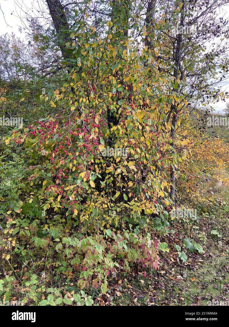 Siberian crabapple (Malus baccata Stock Photo - Alamy