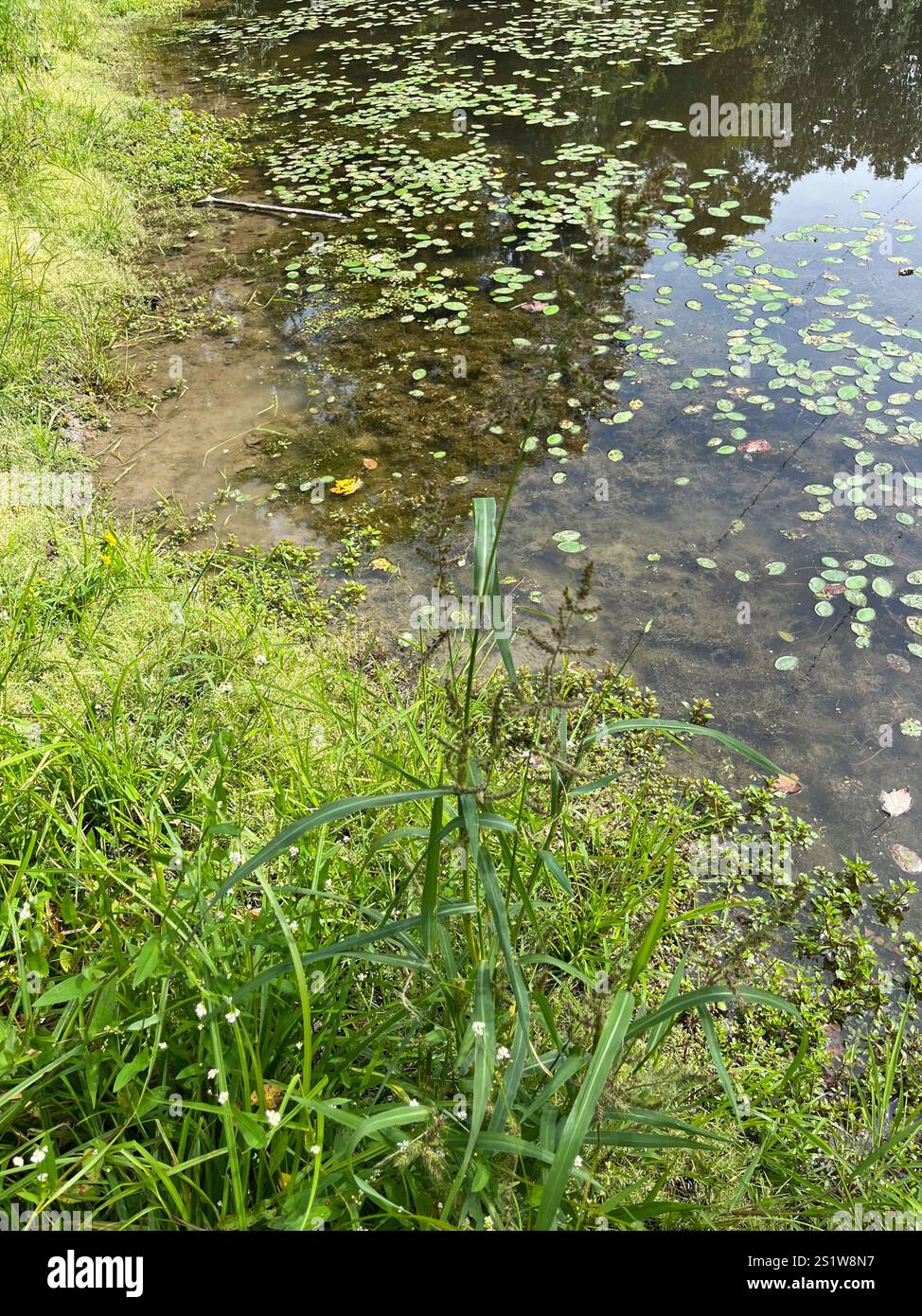 rough barnyard grass (Echinochloa muricata Stock Photo - Alamy