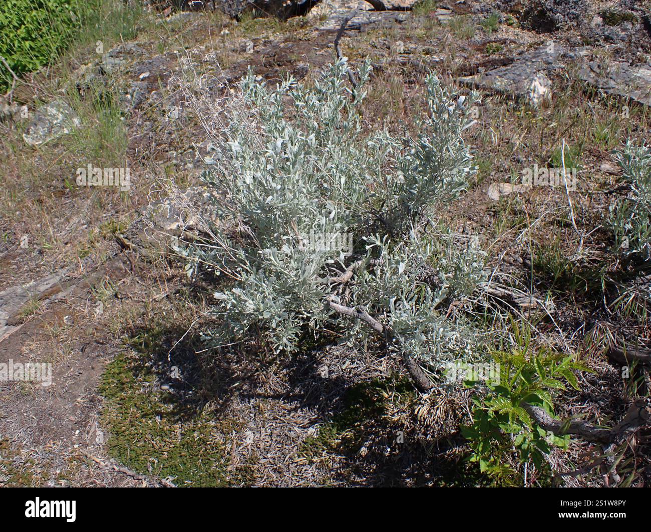 Big Sagebrush (Artemisia tridentata Stock Photo - Alamy