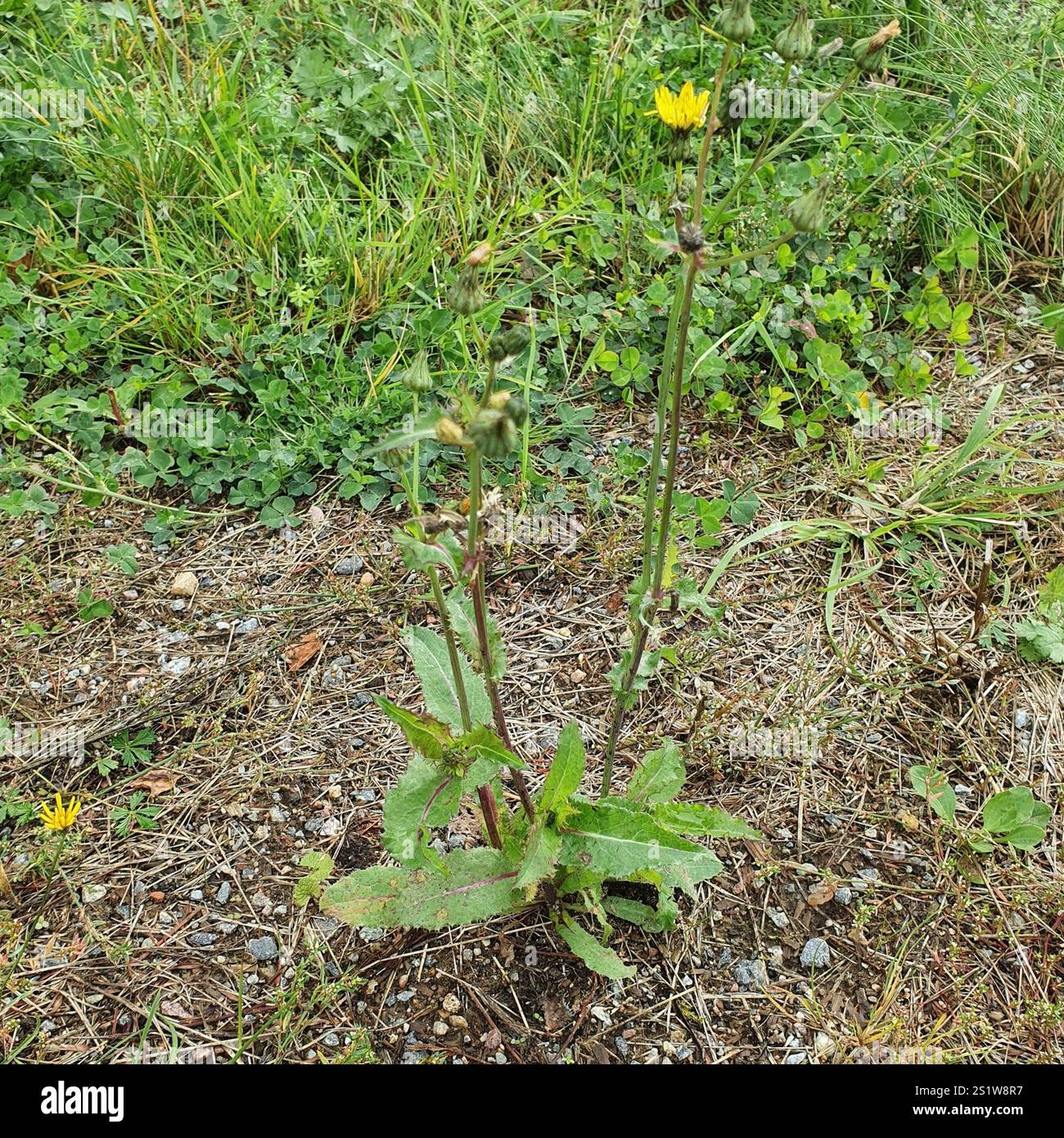 Common Sow-thistle (Sonchus oleraceus Stock Photo - Alamy