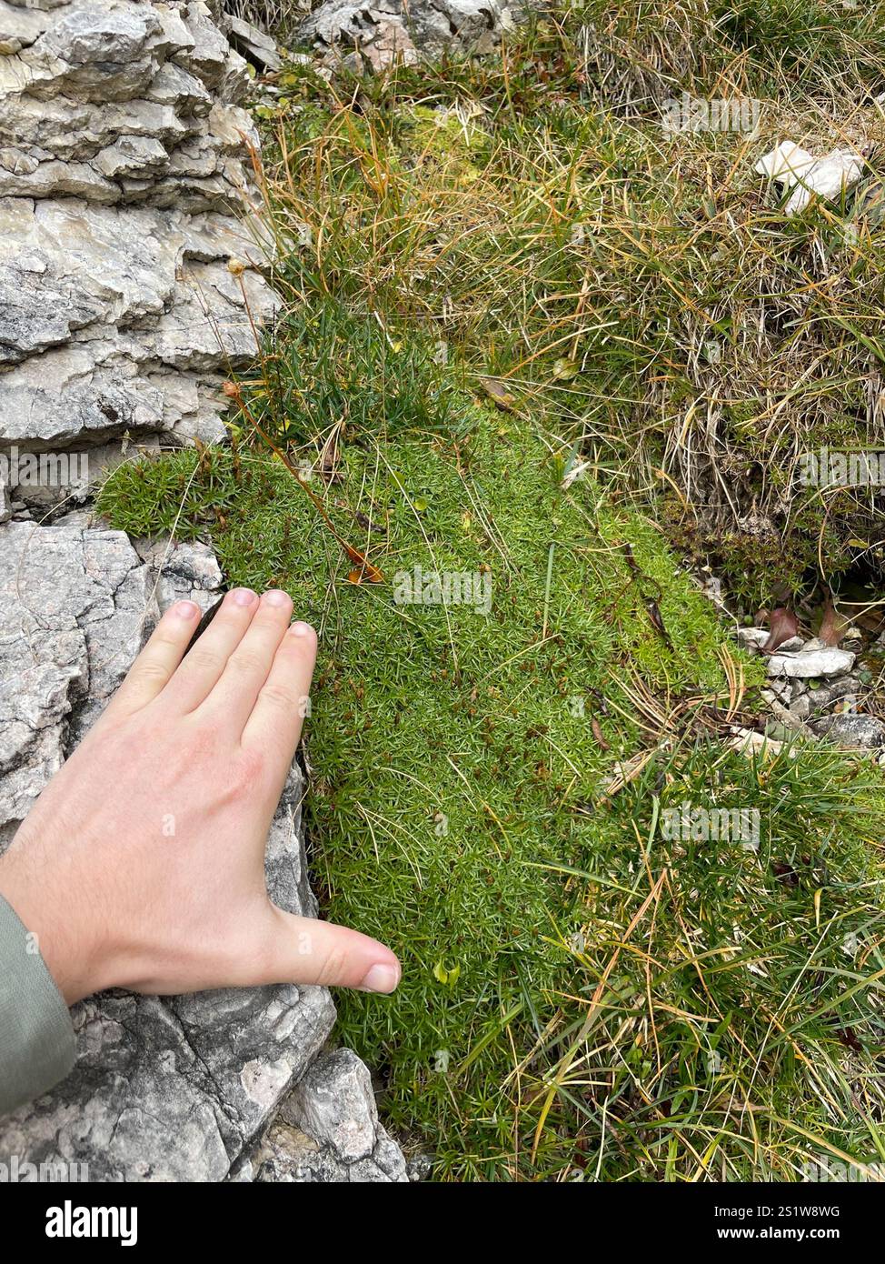 Moss Campion (Silene acaulis Stock Photo - Alamy