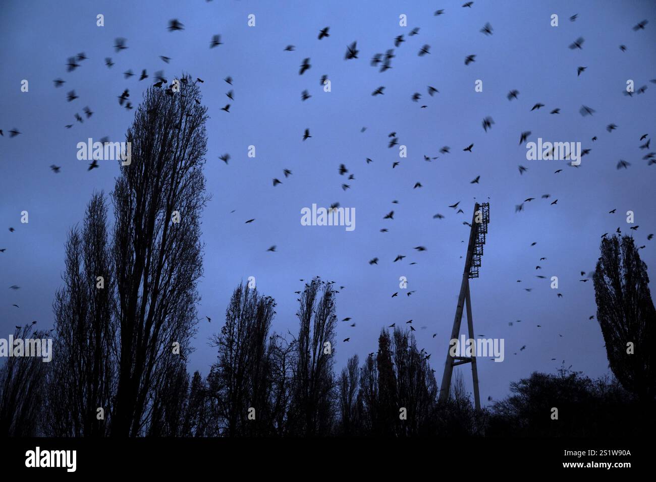 Germany, Berlin, 15.12.2024, Sunday afternoon in Mauerpark, flock of ...