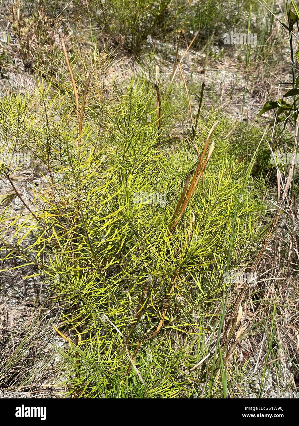 Fringed Bluestar (Amsonia ciliata Stock Photo - Alamy