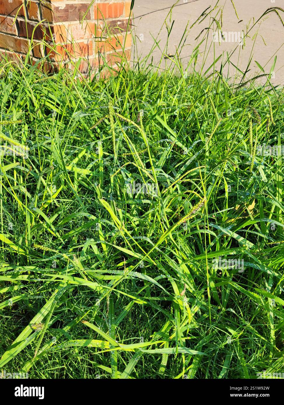 Dallis grass (Paspalum dilatatum Stock Photo - Alamy