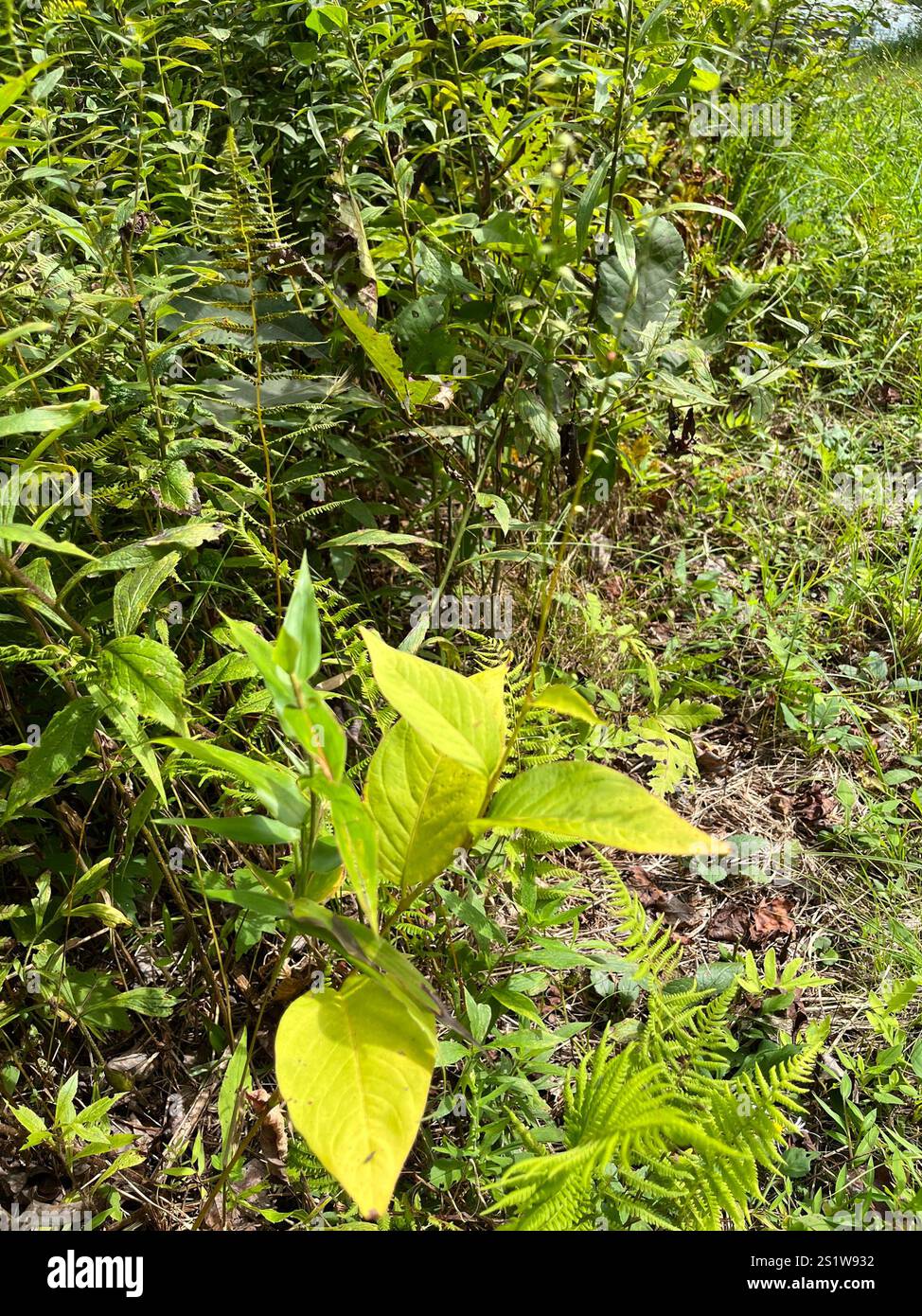 American jumpseed (Persicaria virginiana Stock Photo - Alamy