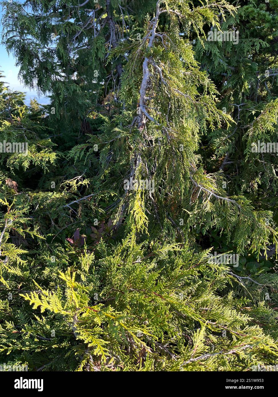 Alaska yellow cedar (Callitropsis nootkatensis Stock Photo - Alamy