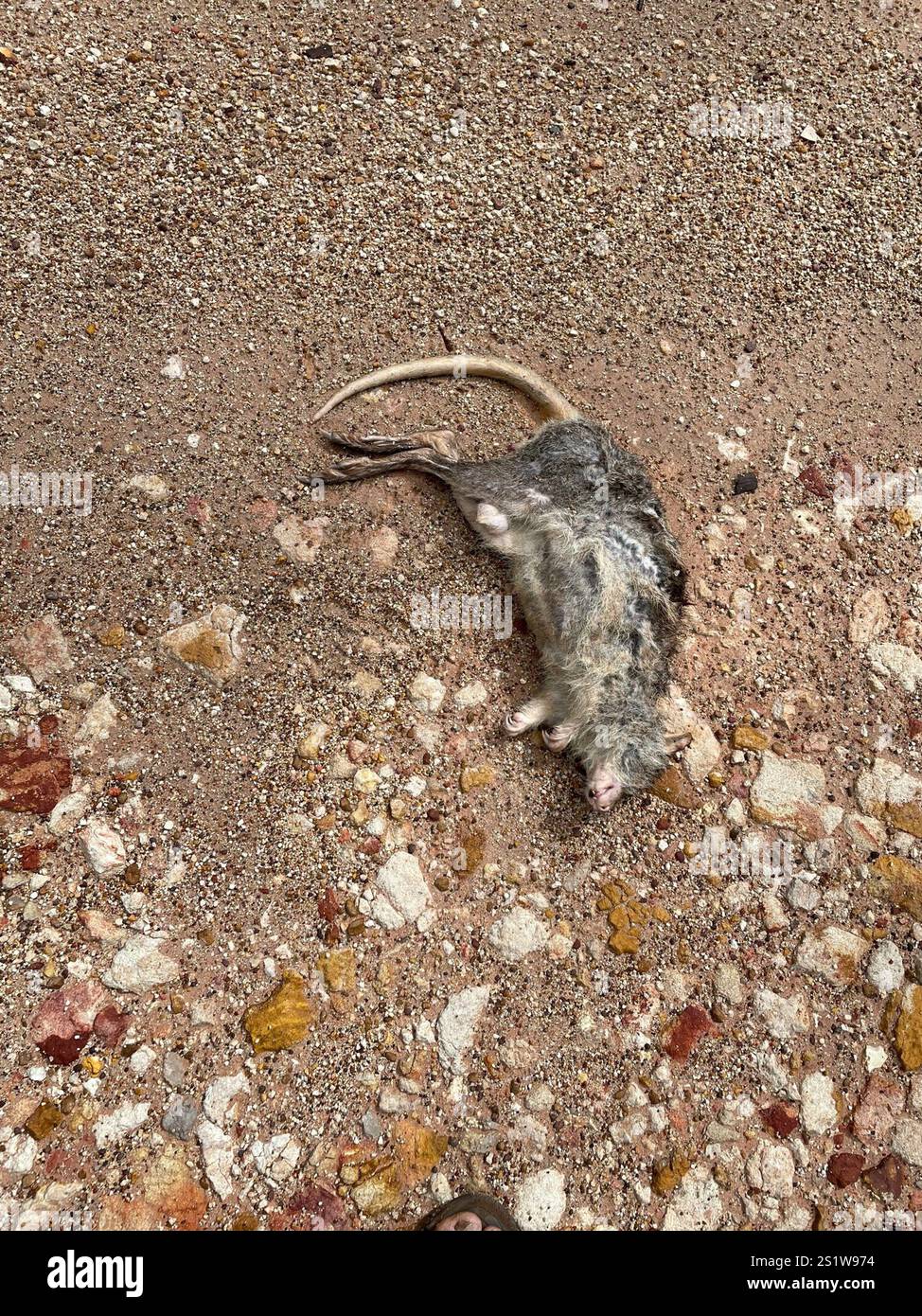 Aepyprymnus rufescens hi-res stock photography and images - Alamy