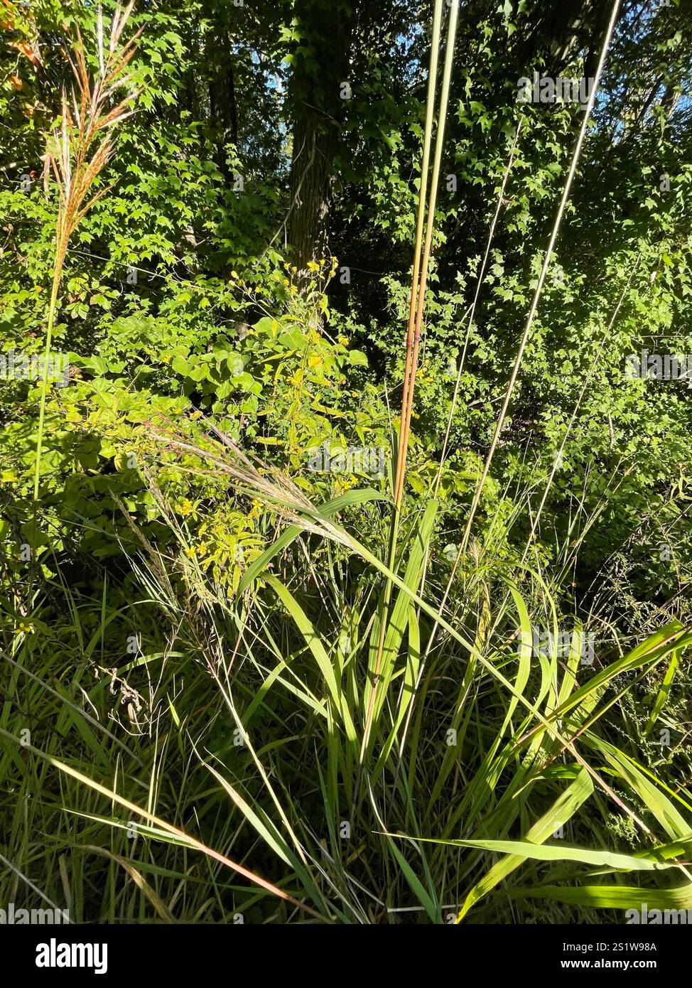 sugarcane plumegrass (Erianthus giganteus Stock Photo - Alamy