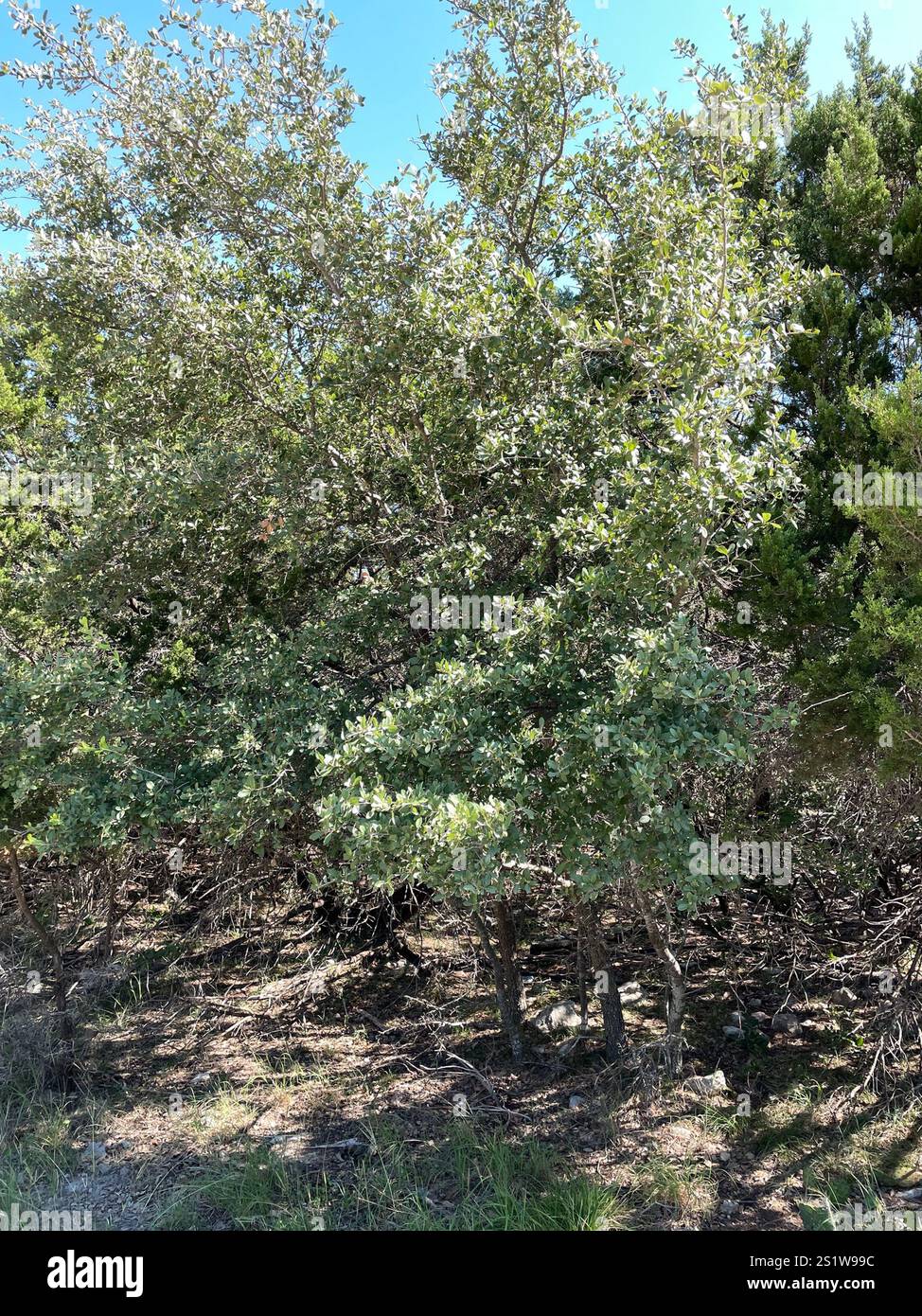 Texas live oak (Quercus fusiformis Stock Photo - Alamy