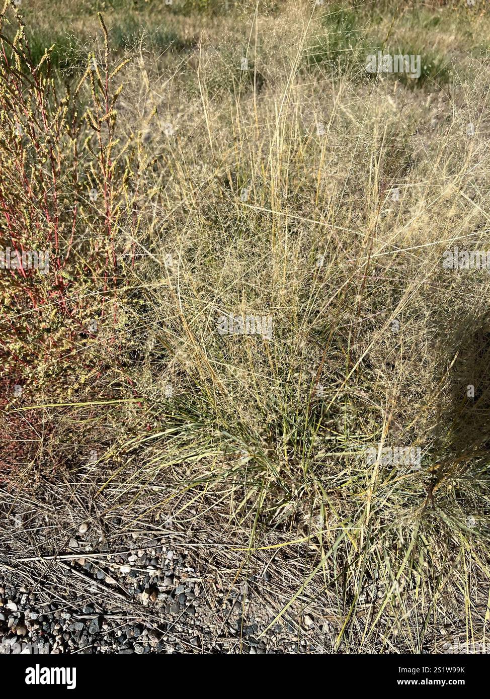 Alkali Sacaton (Sporobolus airoides Stock Photo - Alamy