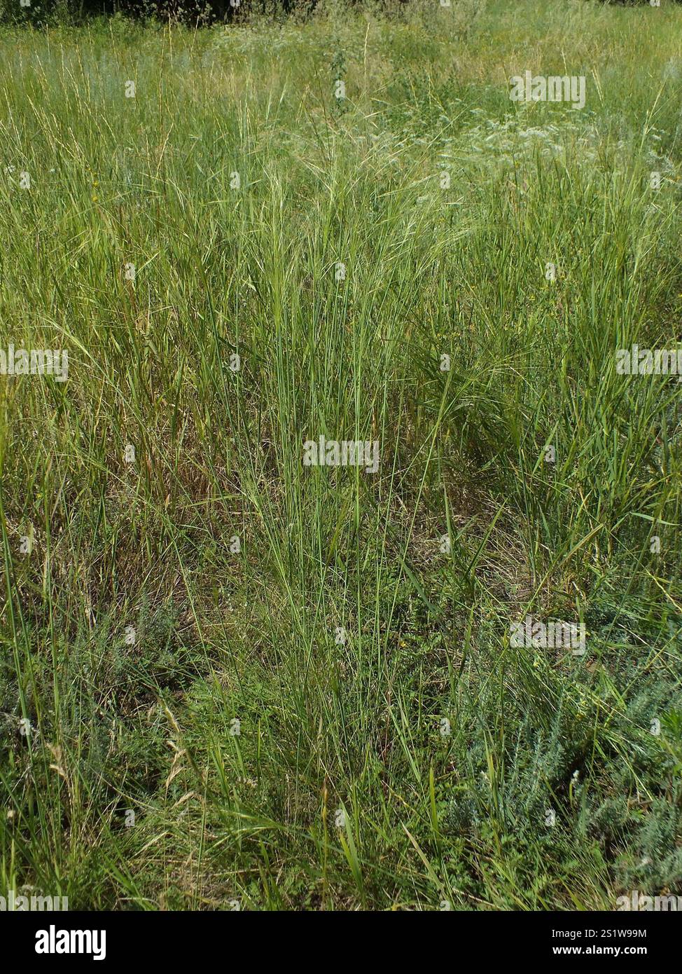 Needle Grasses (Stipa Stock Photo - Alamy