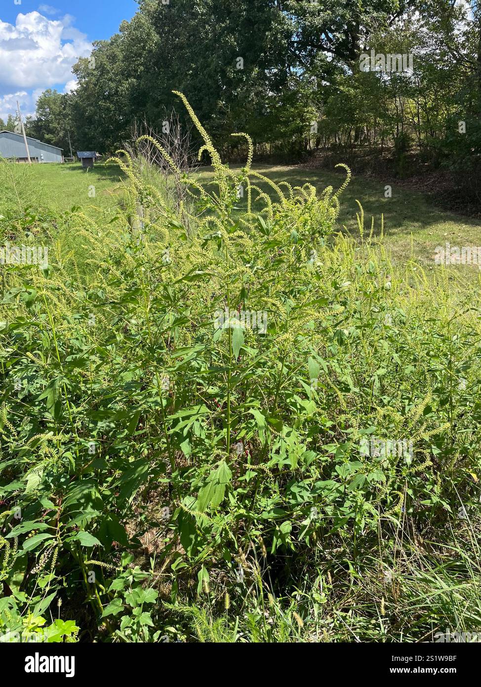 giant ragweed (Ambrosia trifida Stock Photo - Alamy