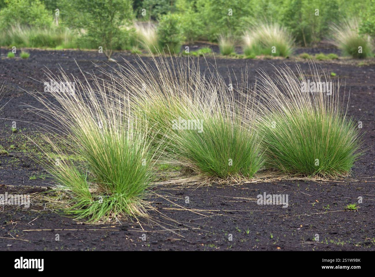 Landscape with bog plants Stock Photo - Alamy