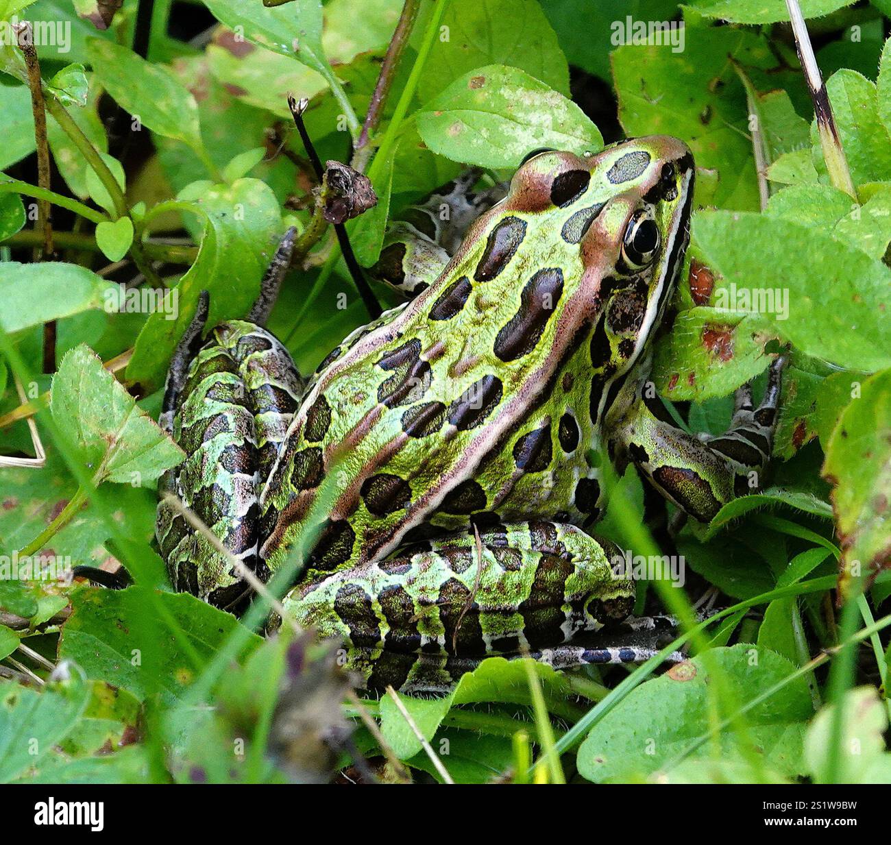 Northern Leopard Frog (Lithobates pipiens Stock Photo - Alamy
