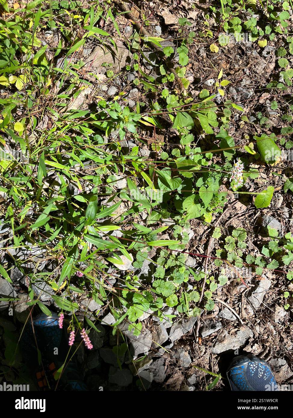 Japanese stiltgrass (Microstegium vimineum Stock Photo - Alamy