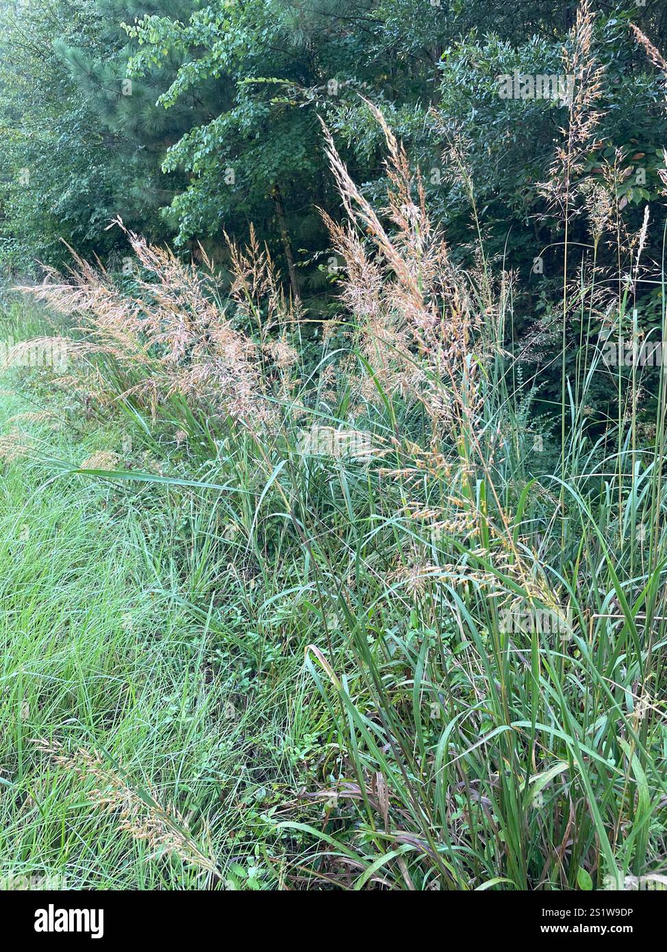 Indiangrass (Sorghastrum nutans Stock Photo - Alamy
