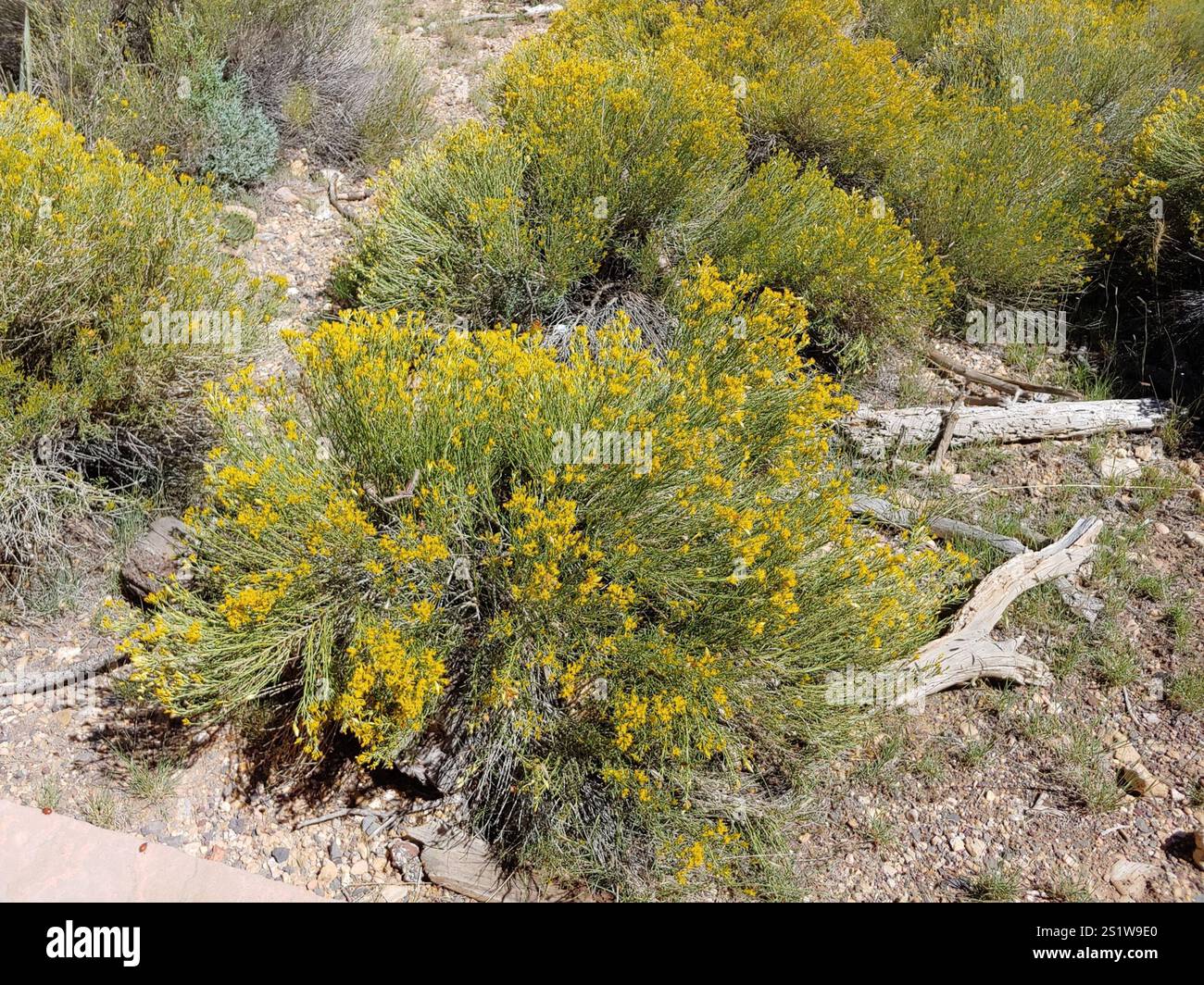Rubber Rabbitbrush (Ericameria nauseosa Stock Photo - Alamy