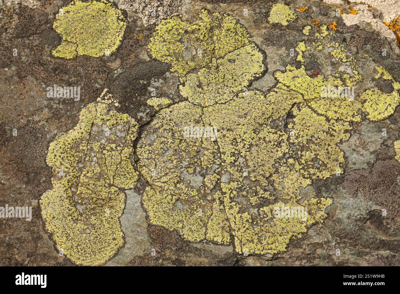 yellow map lichen (Rhizocarpon geographicum Stock Photo - Alamy