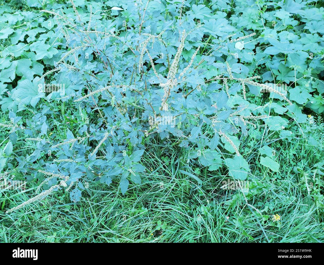 spiny amaranth (Amaranthus spinosus Stock Photo - Alamy