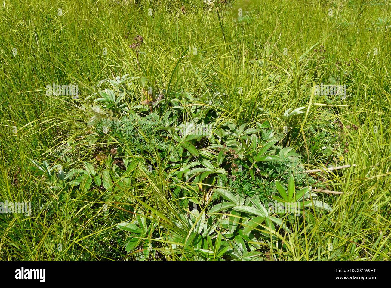 marsh cinquefoil (Comarum palustre Stock Photo - Alamy