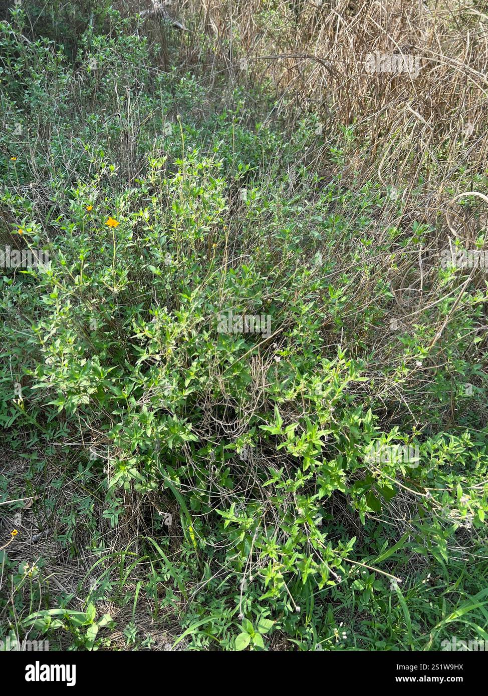 Texas creeping-oxeye (Wedelia hispida Stock Photo - Alamy