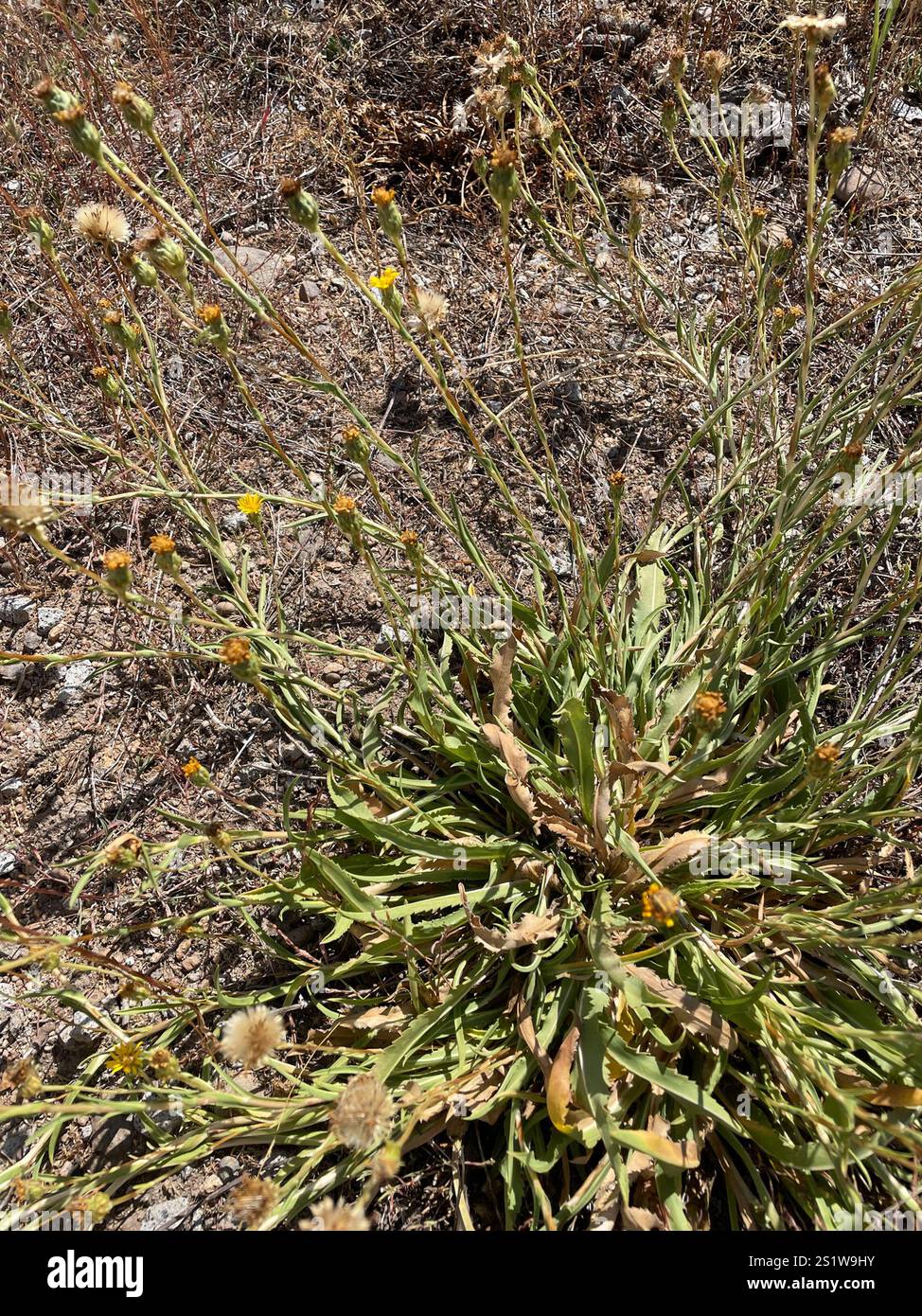clustered goldenweed (Pyrrocoma racemosa Stock Photo - Alamy