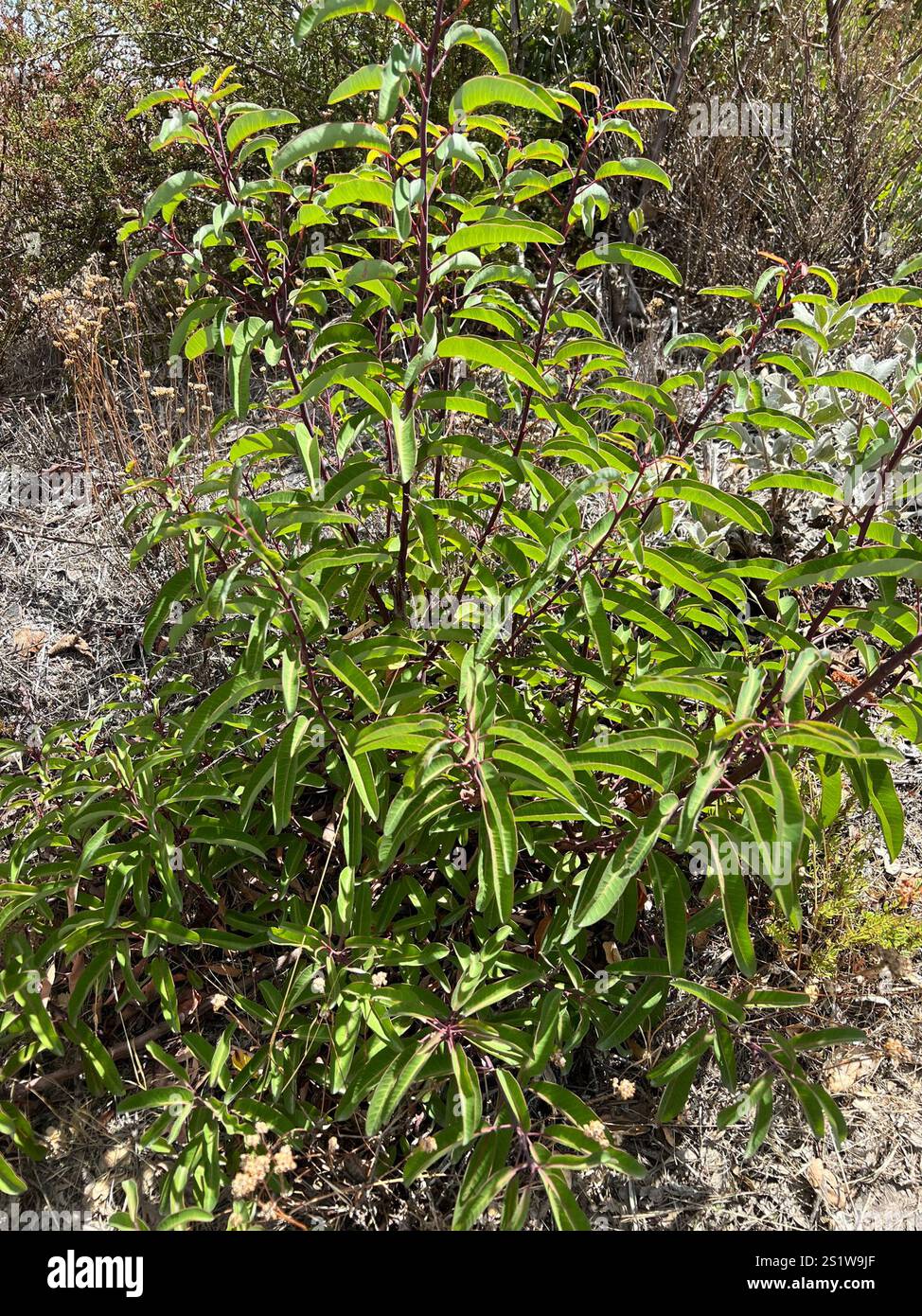 laurel sumac (Malosma laurina Stock Photo - Alamy