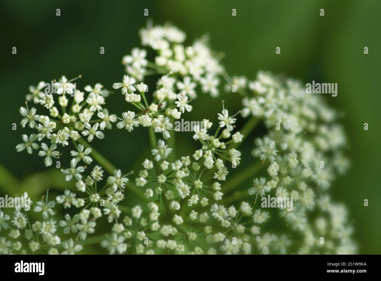 Edible wild herbs Stock Photo - Alamy