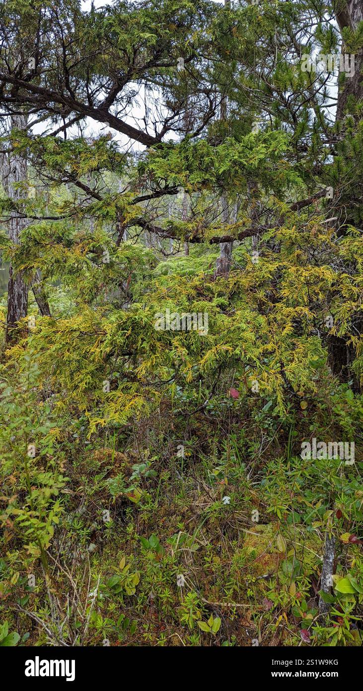 Alaska yellow cedar (Callitropsis nootkatensis Stock Photo - Alamy