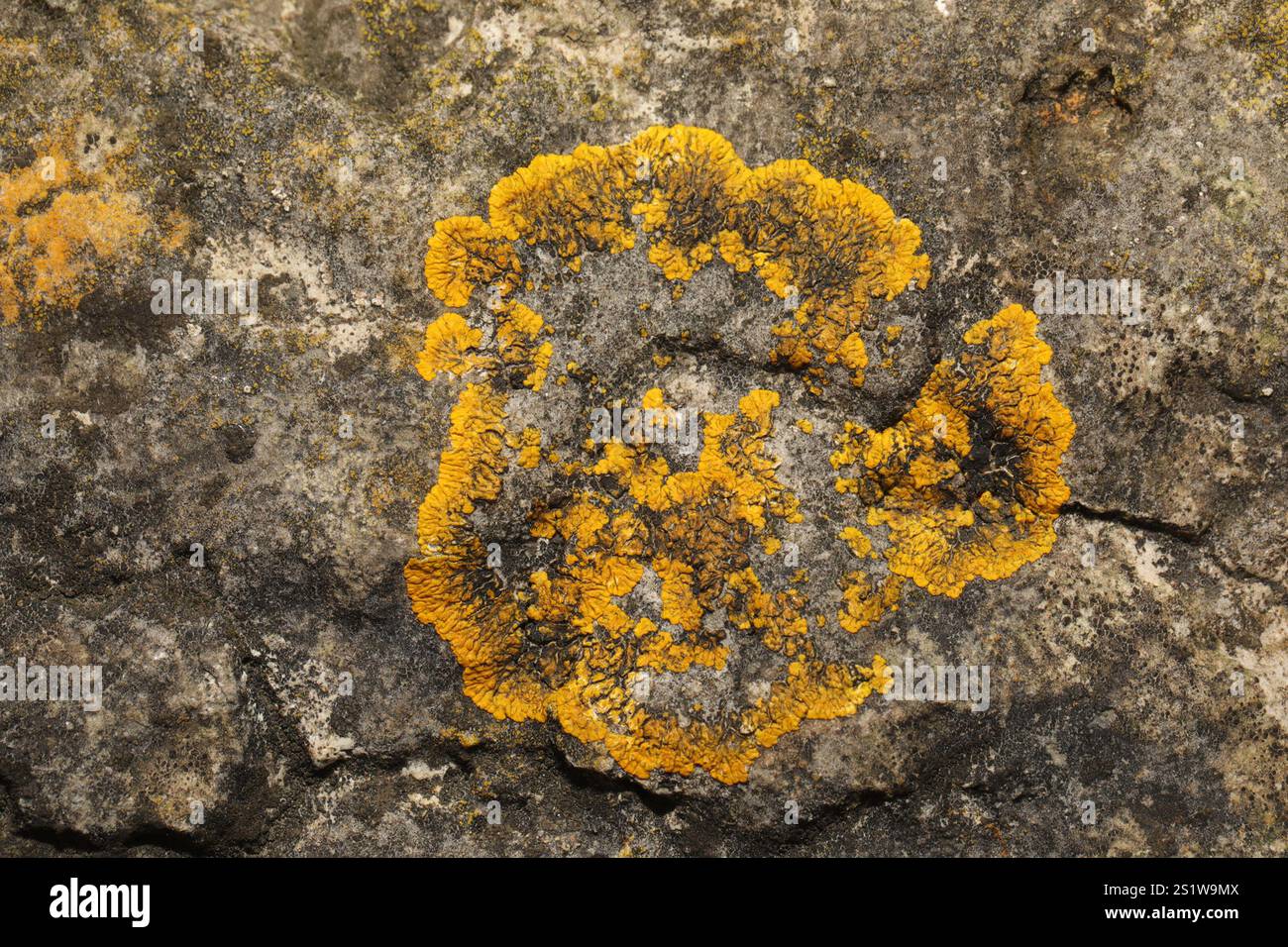 Limestone Lobed Firedot (Variospora flavescens Stock Photo - Alamy