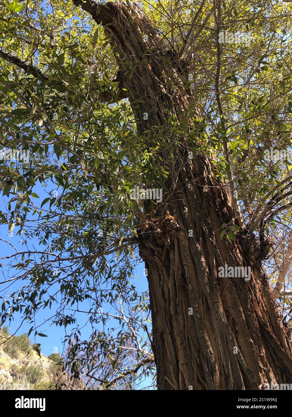 Narrowleaf Cottonwood (Populus angustifolia Stock Photo - Alamy