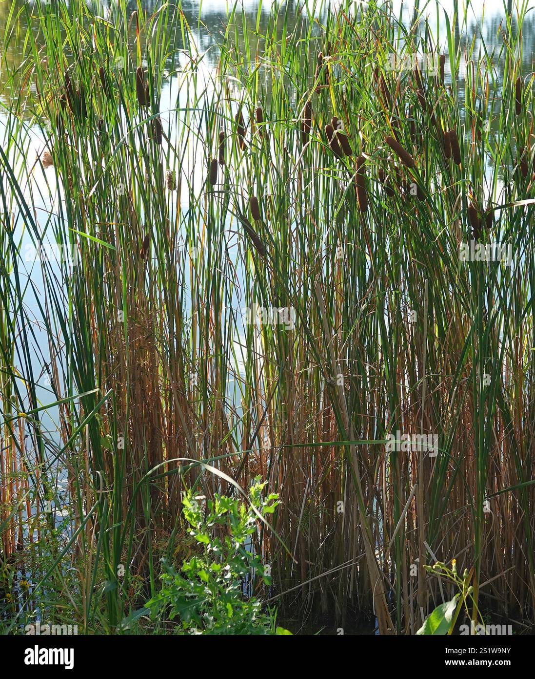 narrow-leaved cattail (Typha angustifolia Stock Photo - Alamy