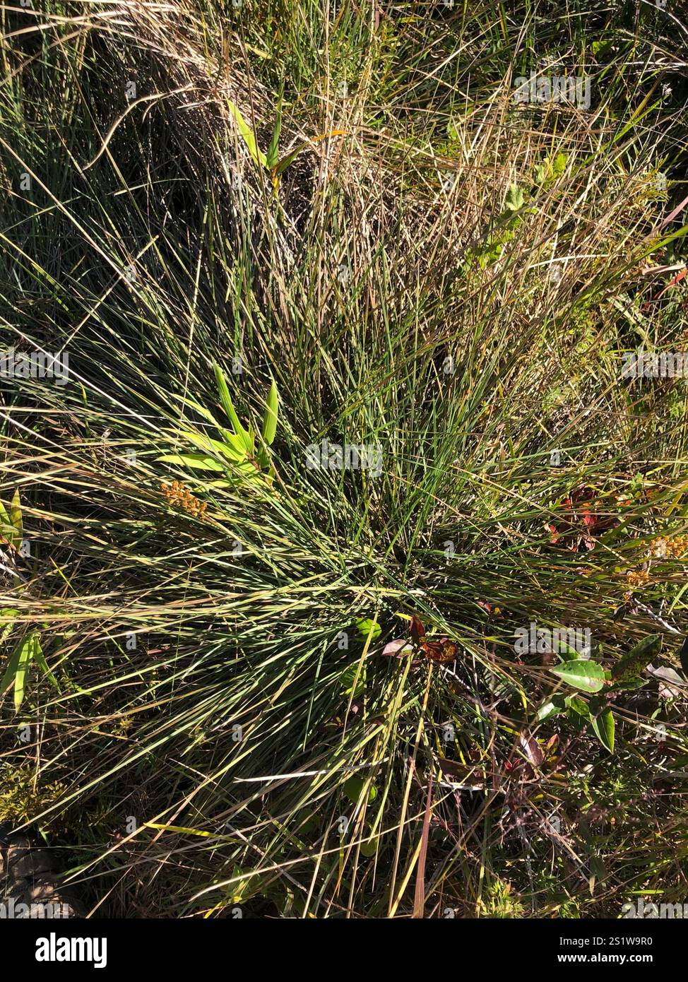Hairawn Muhly (Muhlenbergia capillaris Stock Photo - Alamy