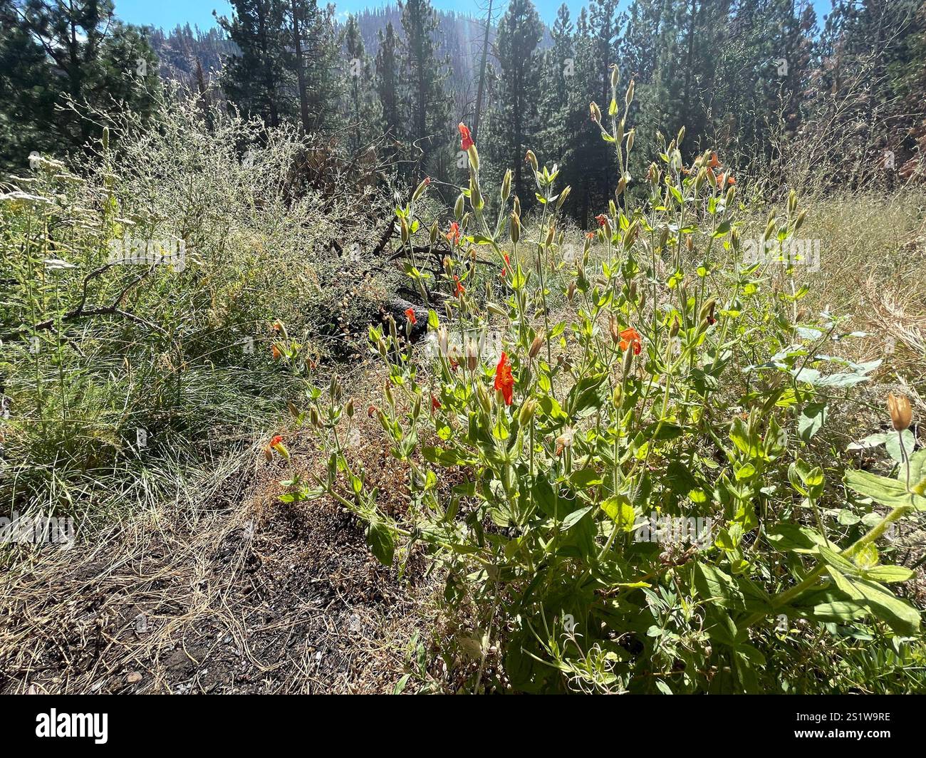 scarlet monkeyflower (Erythranthe cardinalis Stock Photo - Alamy