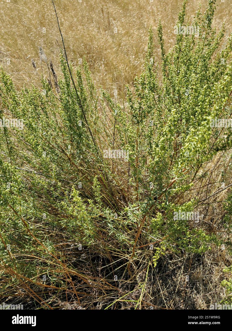 Field Sagewort (Artemisia campestris Stock Photo - Alamy