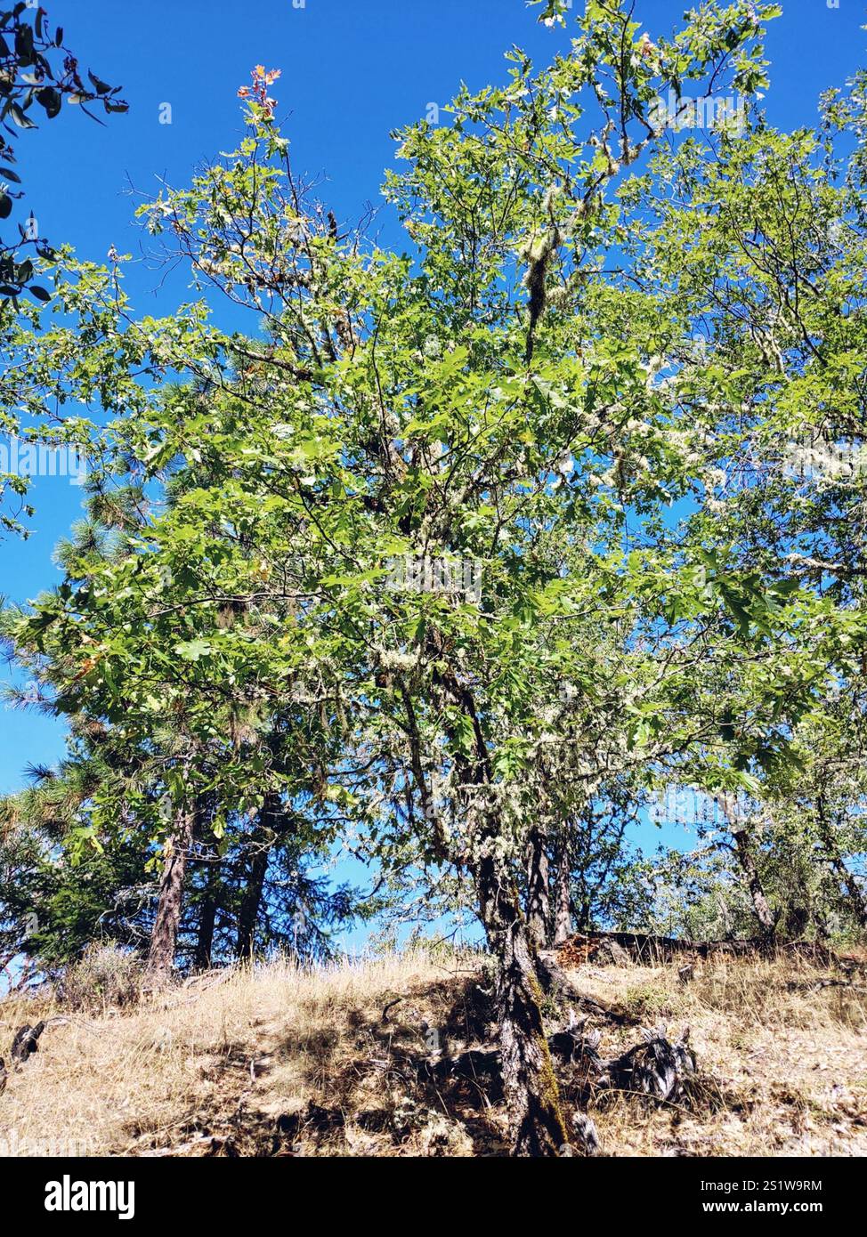 high-latitude oaks (Quercus Stock Photo - Alamy