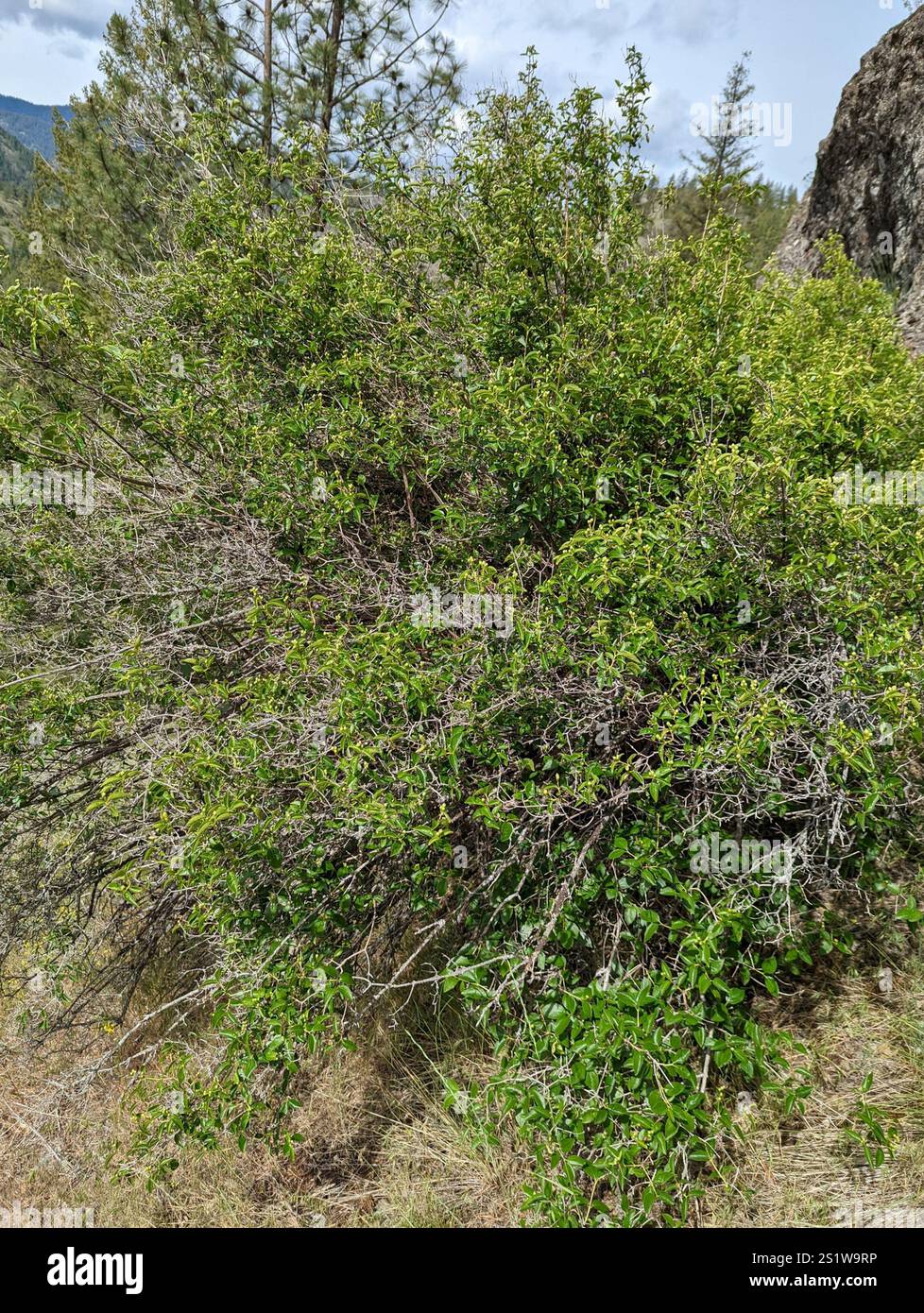 Lewis' mock orange (Philadelphus lewisii Stock Photo - Alamy