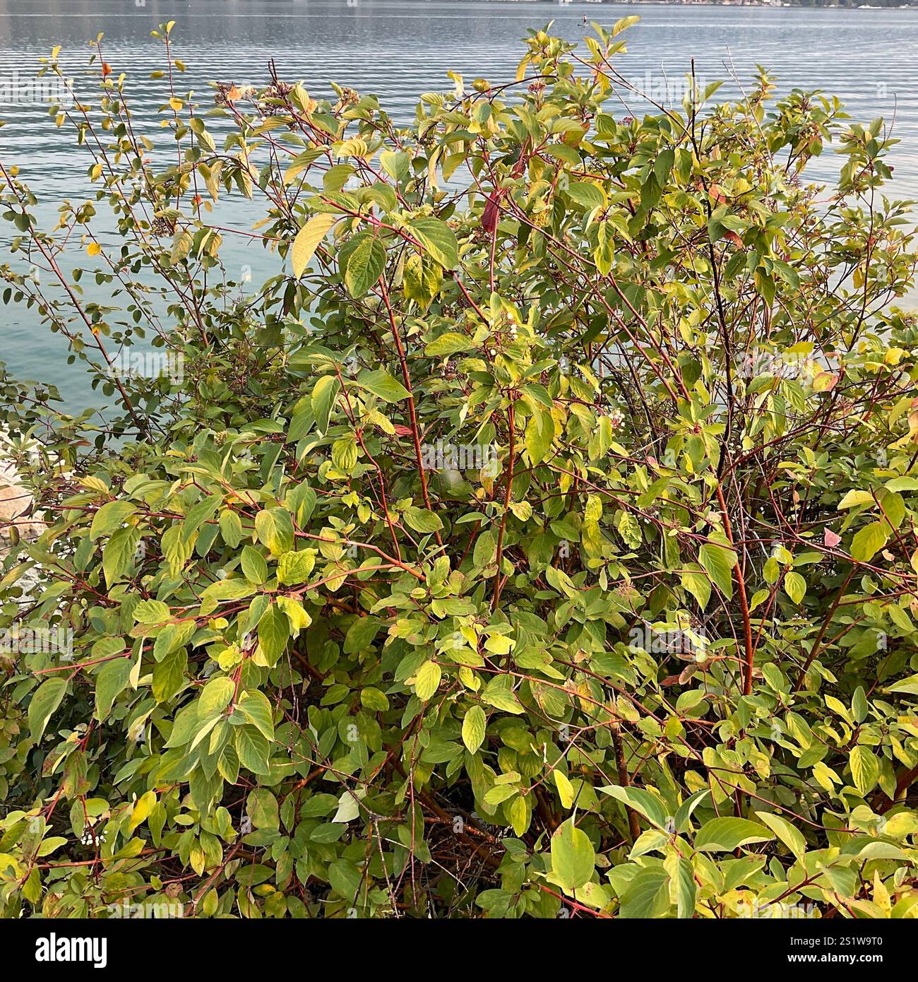 red osier dogwood (Cornus sericea Stock Photo - Alamy