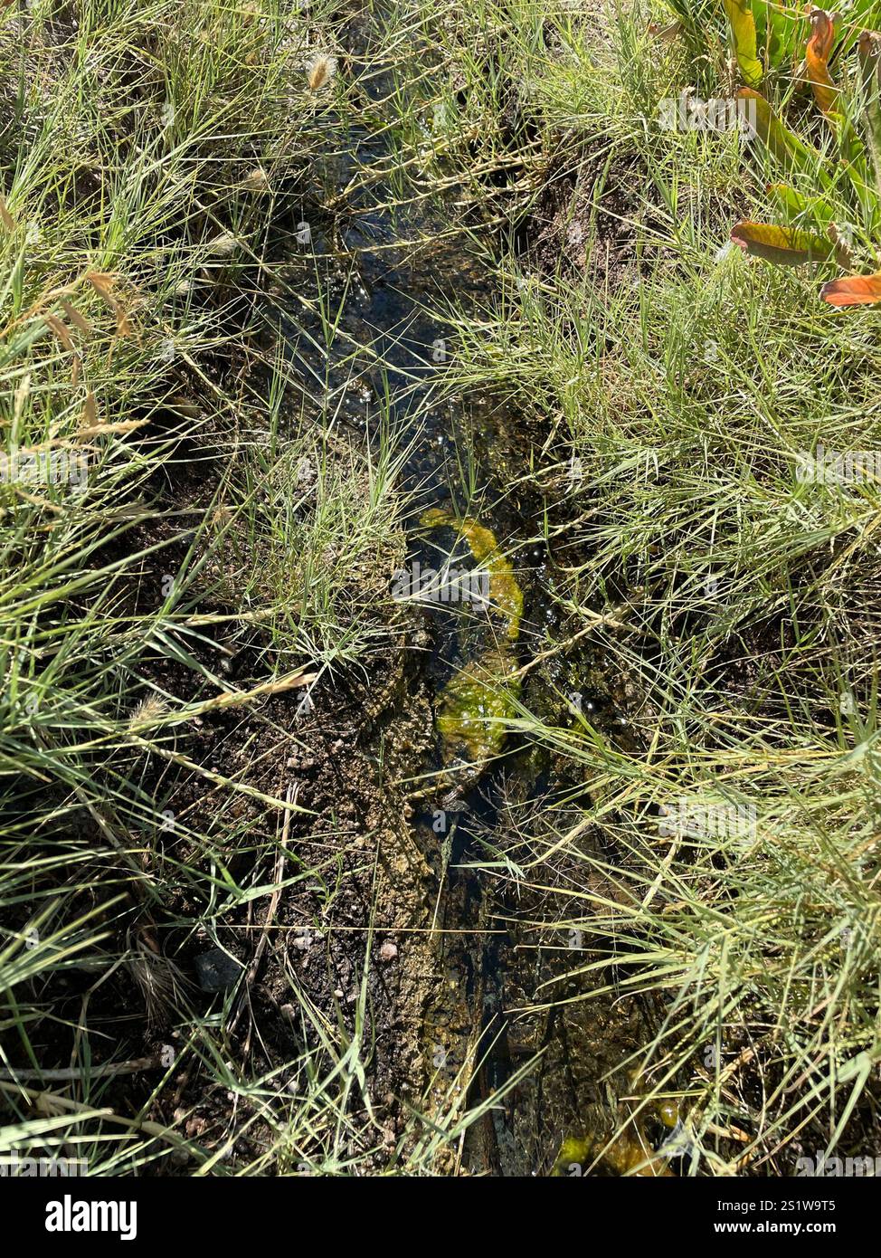 Saltgrass (Distichlis spicata Stock Photo - Alamy
