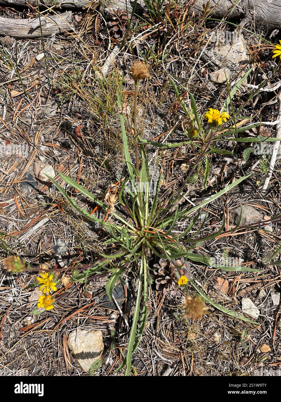 alpine flames (Pyrrocoma apargioides Stock Photo - Alamy