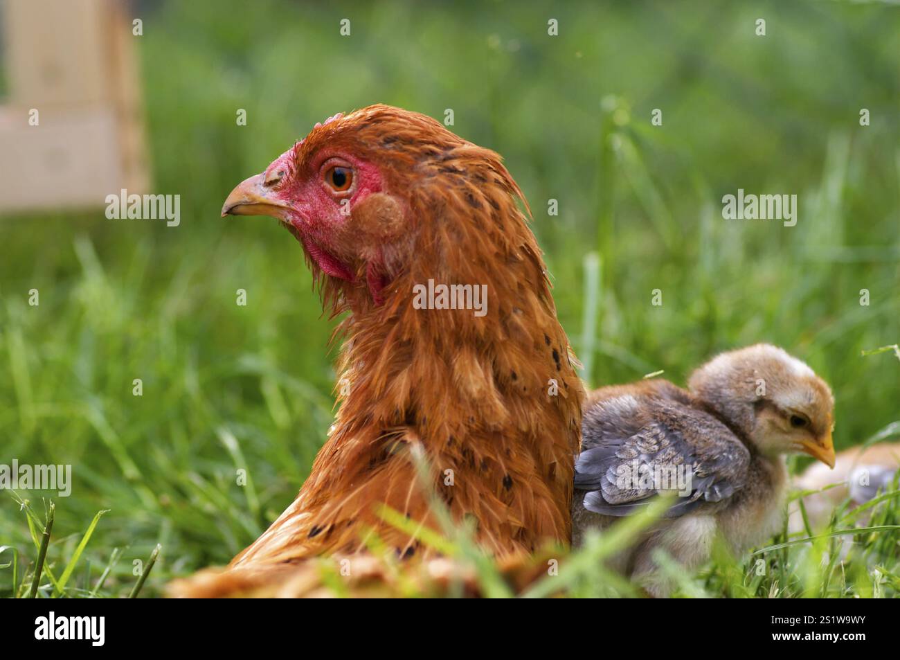 Chicken with little hatchling on a farm Stock Photo - Alamy