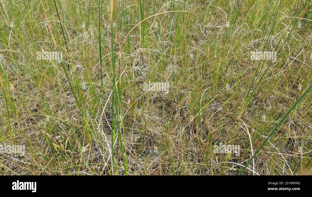 Beaked Spikerush (Eleocharis rostellata Stock Photo - Alamy