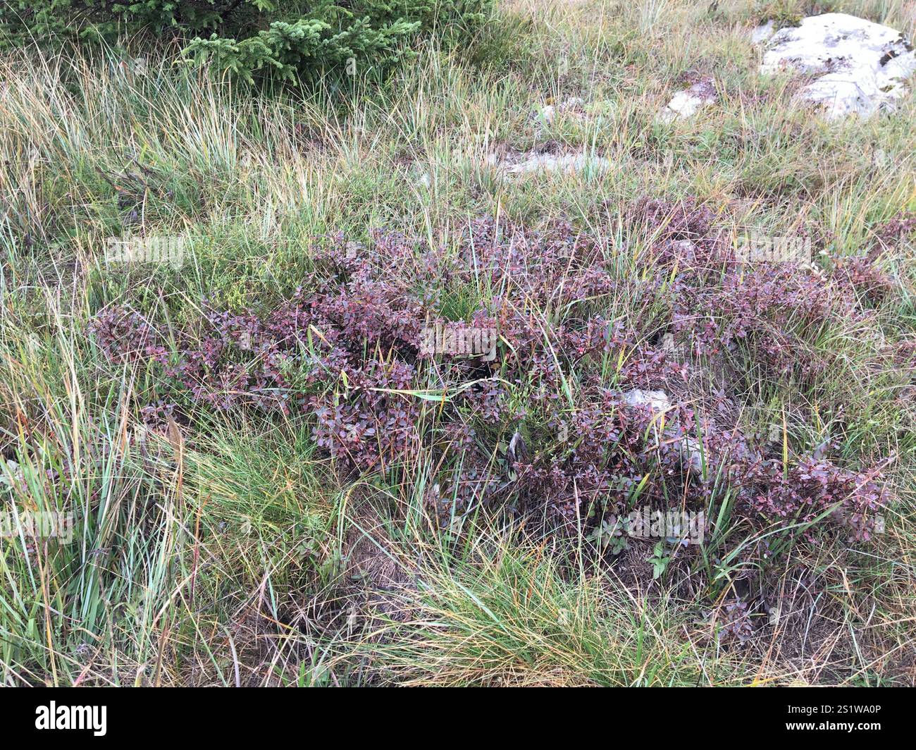 Common Cotoneaster (Cotoneaster integerrimus Stock Photo - Alamy