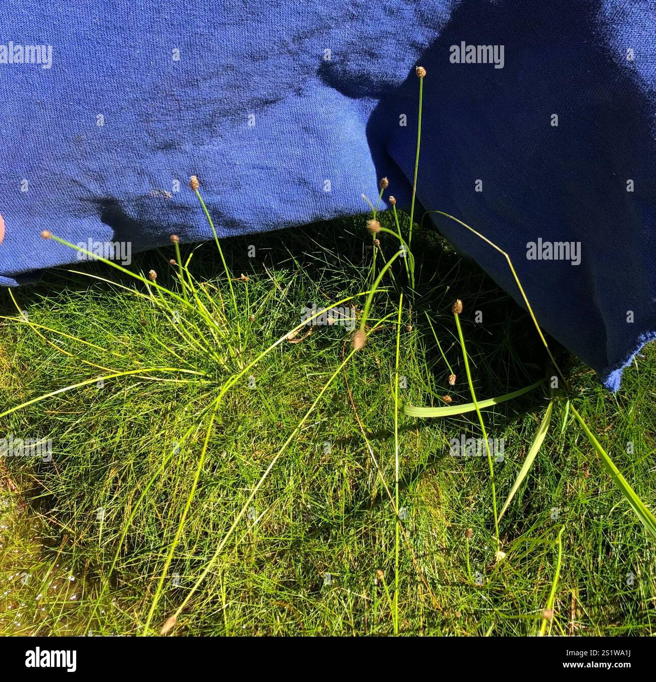 Blunt Spikerush (Eleocharis obtusa Stock Photo - Alamy