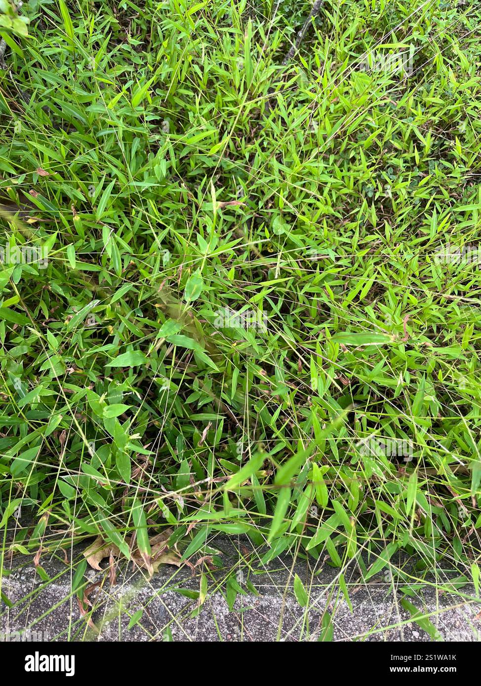 Japanese stiltgrass (Microstegium vimineum Stock Photo - Alamy