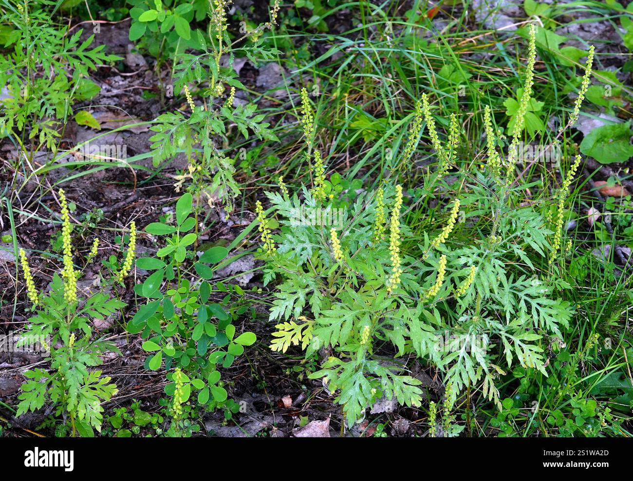 common ragweed (Ambrosia artemisiifolia Stock Photo - Alamy
