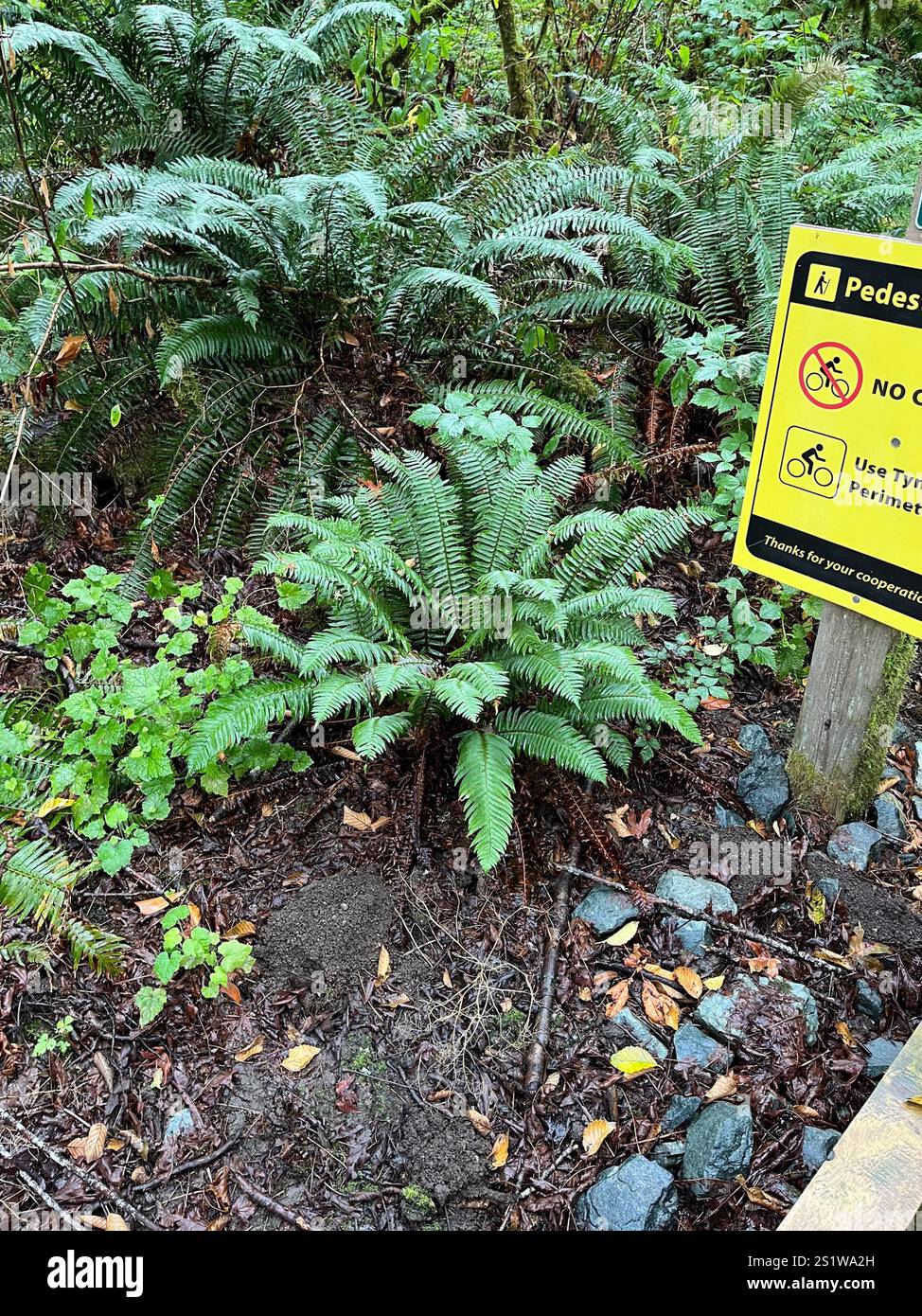 western sword fern (Polystichum munitum Stock Photo - Alamy
